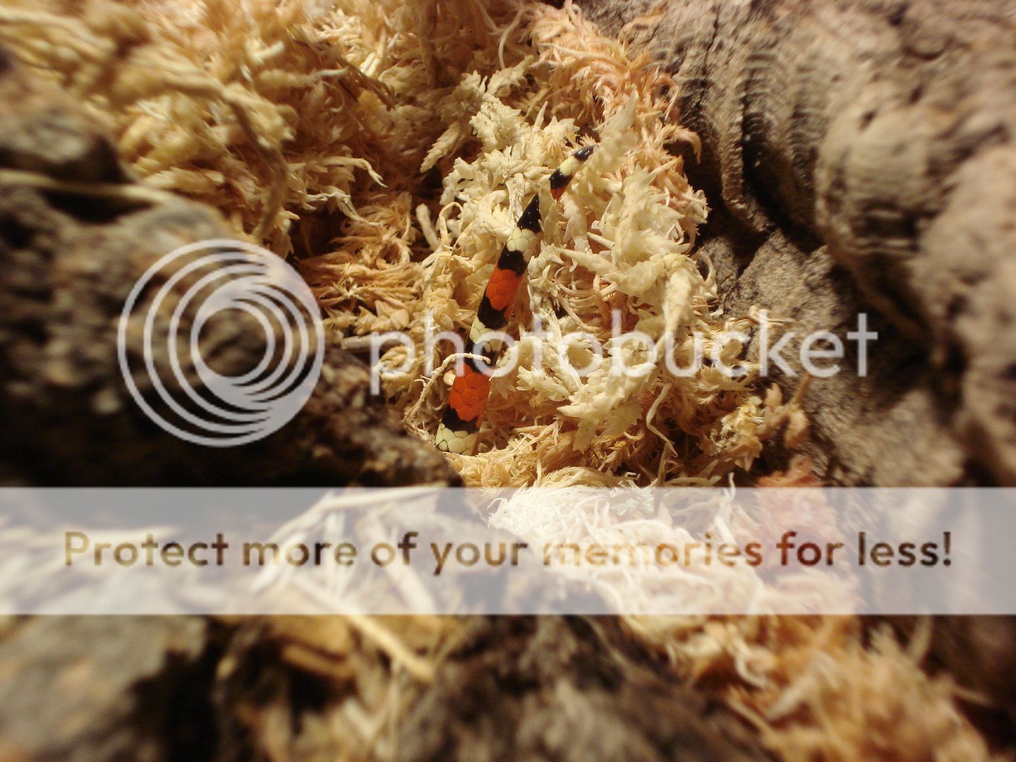 Caudal Lure - Field Herp Forum